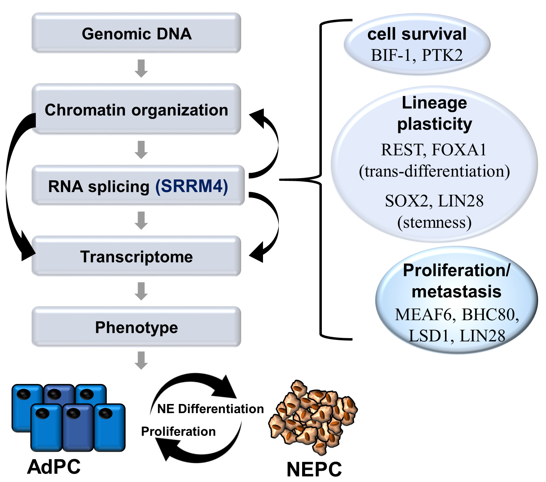 Research – DONG Lab